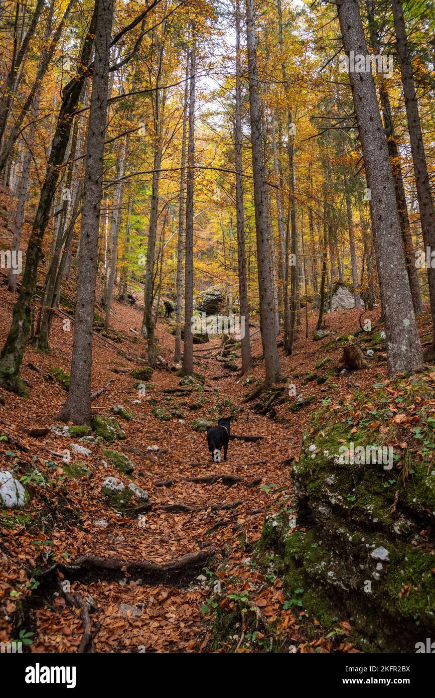 Hiking Through The Vrata Valley In Autumn Triglav National Park In The
