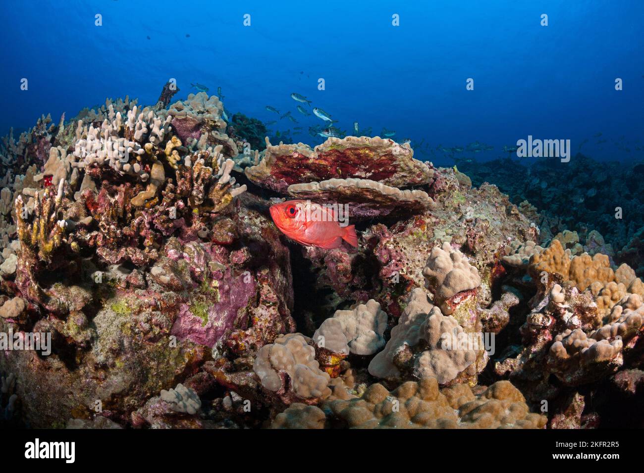 common bigeye, glasseye, or aweoweo, Heteropriacanthus cruentatus, in ...
