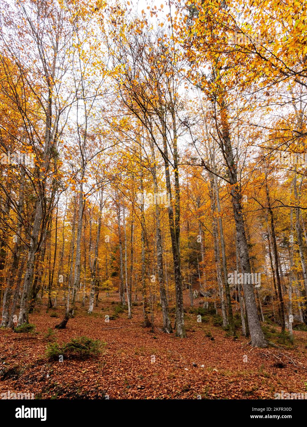 Hiking Through The Vrata Valley In Autumn Triglav National Park In The