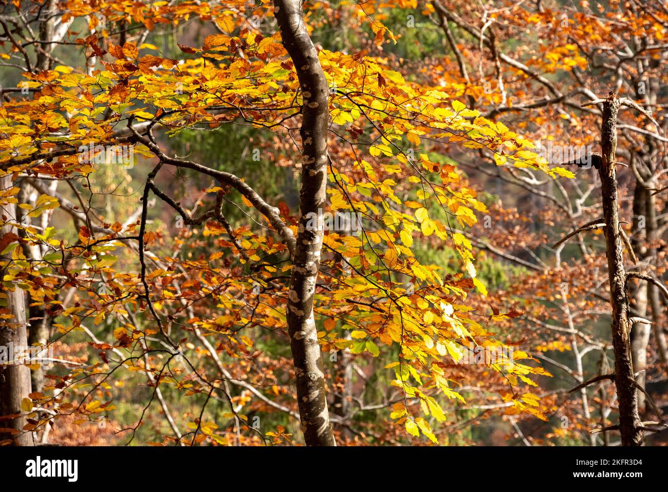 Hiking through the Vrata valley in autumn, Triglav National Park in the ...