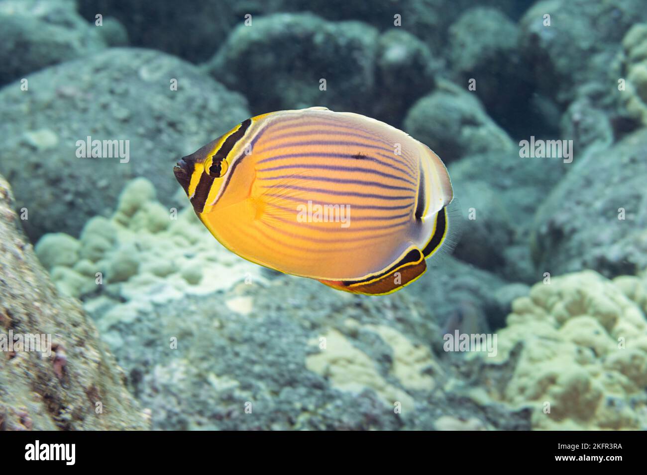 Multiband Butterflyfish