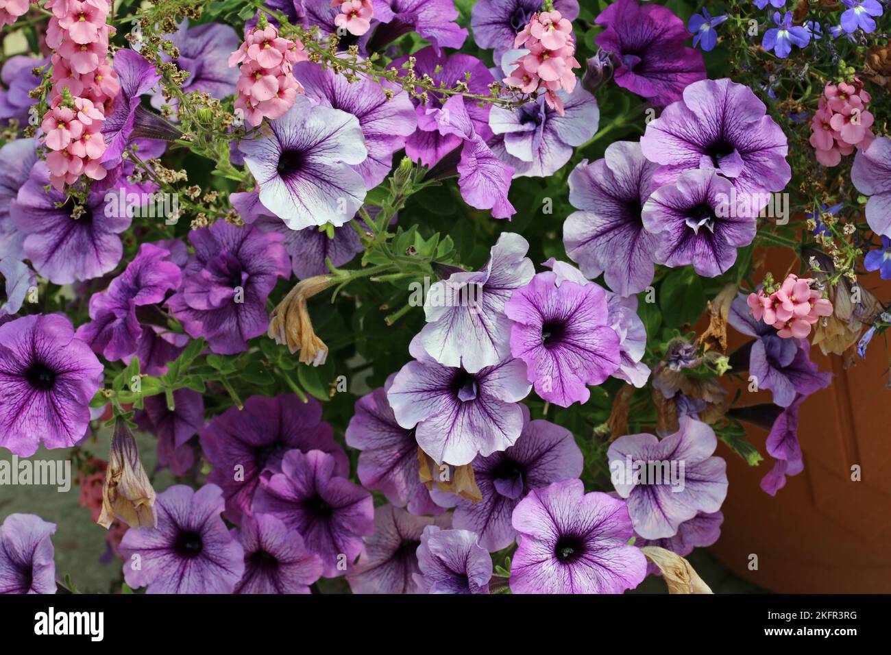 Purple petunia, of unknown variety, flowers with dark veins in a ...