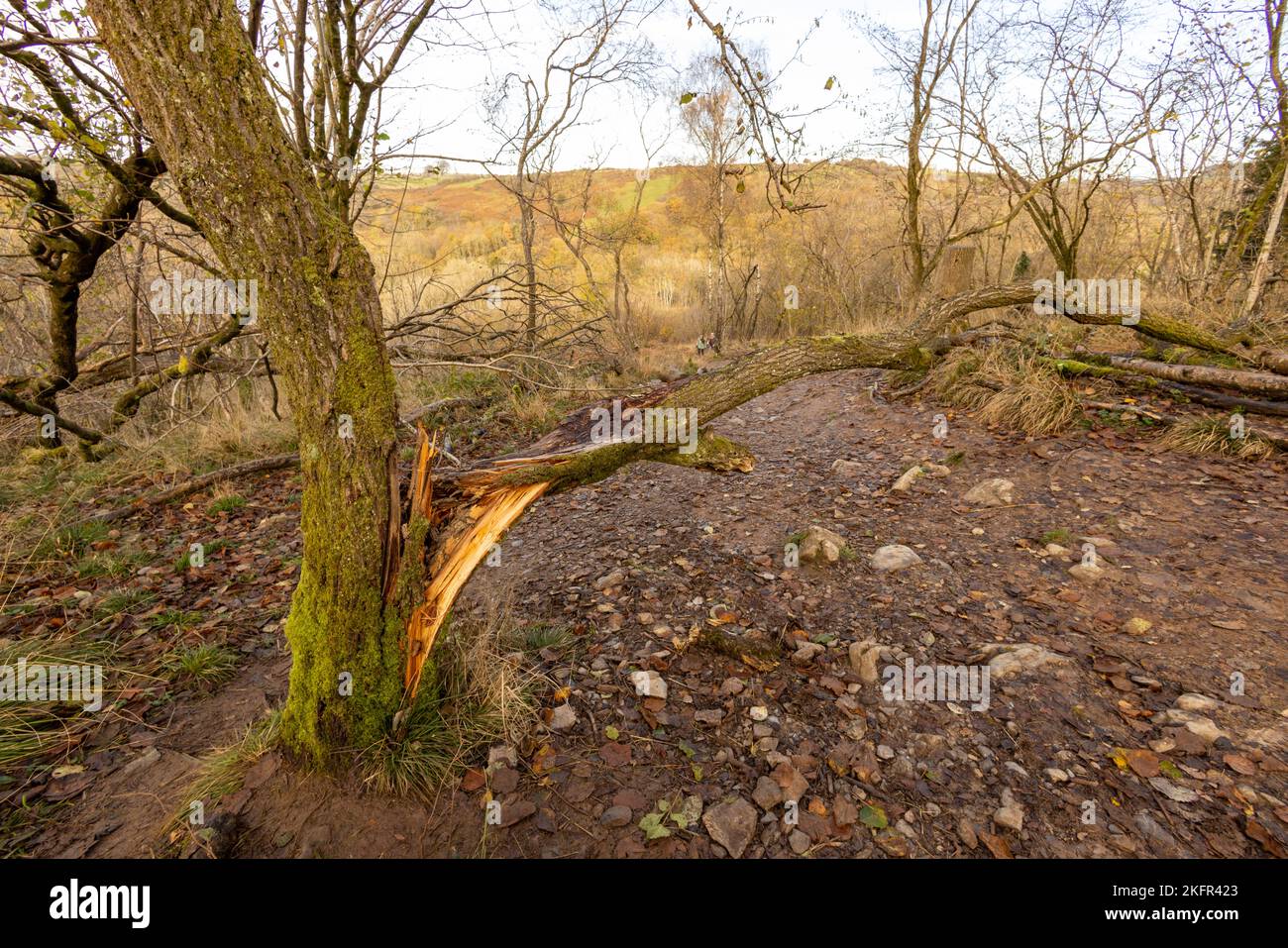 November 2022 - Recently fallen tree across the path and trail in the ...