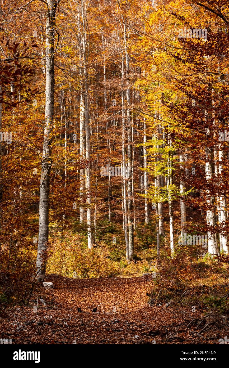 Hiking Through The Vrata Valley In Autumn Triglav National Park In The