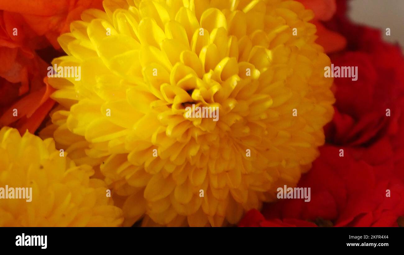 Mariegoldflowers hi-res stock photography and images - Alamy