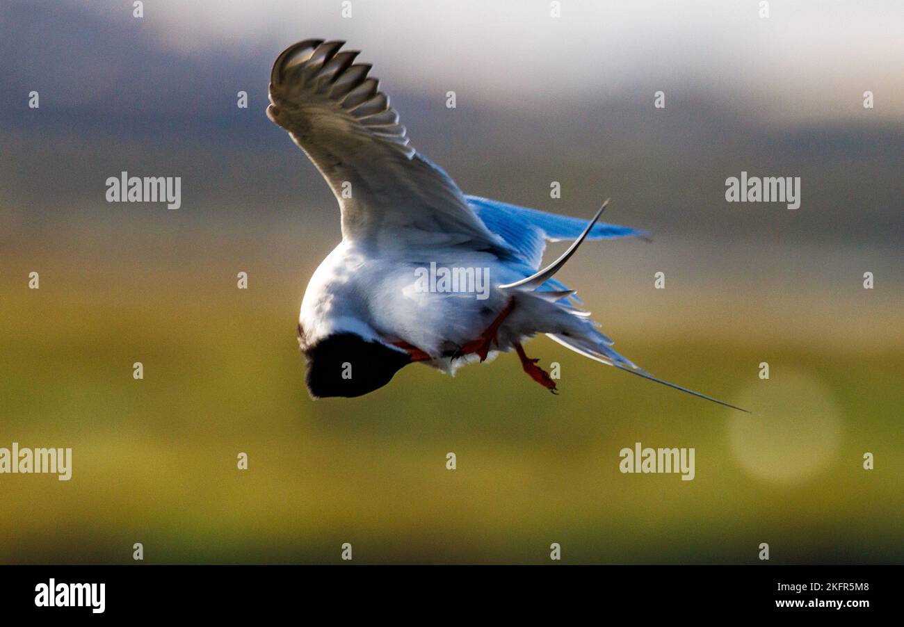 A closeup of an Arctic tern, Sterna paradisaea bending over while ...