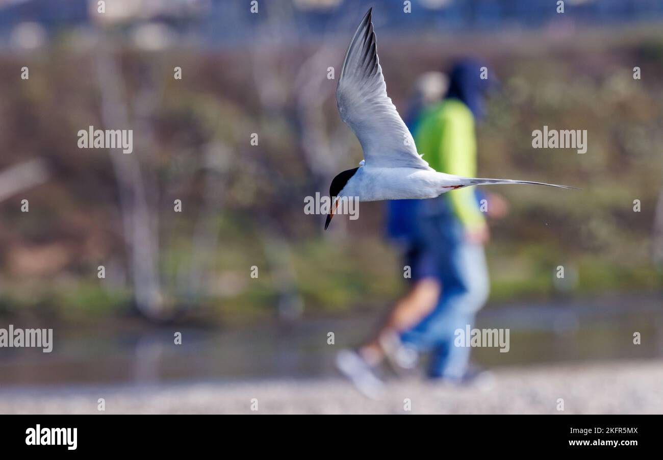 A closeup of a white Arctic tern bird, Sterna paradisaea flying Stock ...