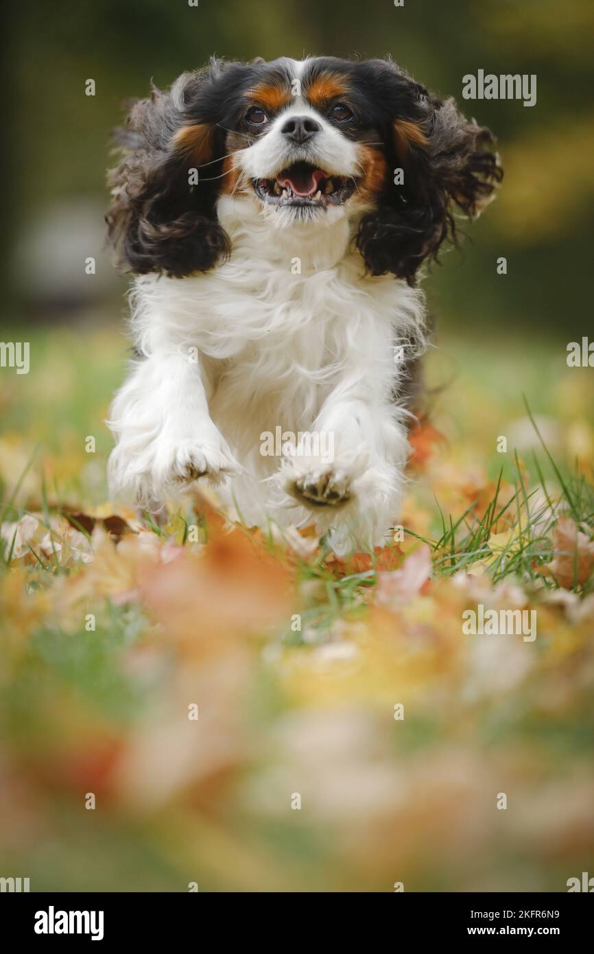 running Cavalier King Charles Spaniel Stock Photo - Alamy