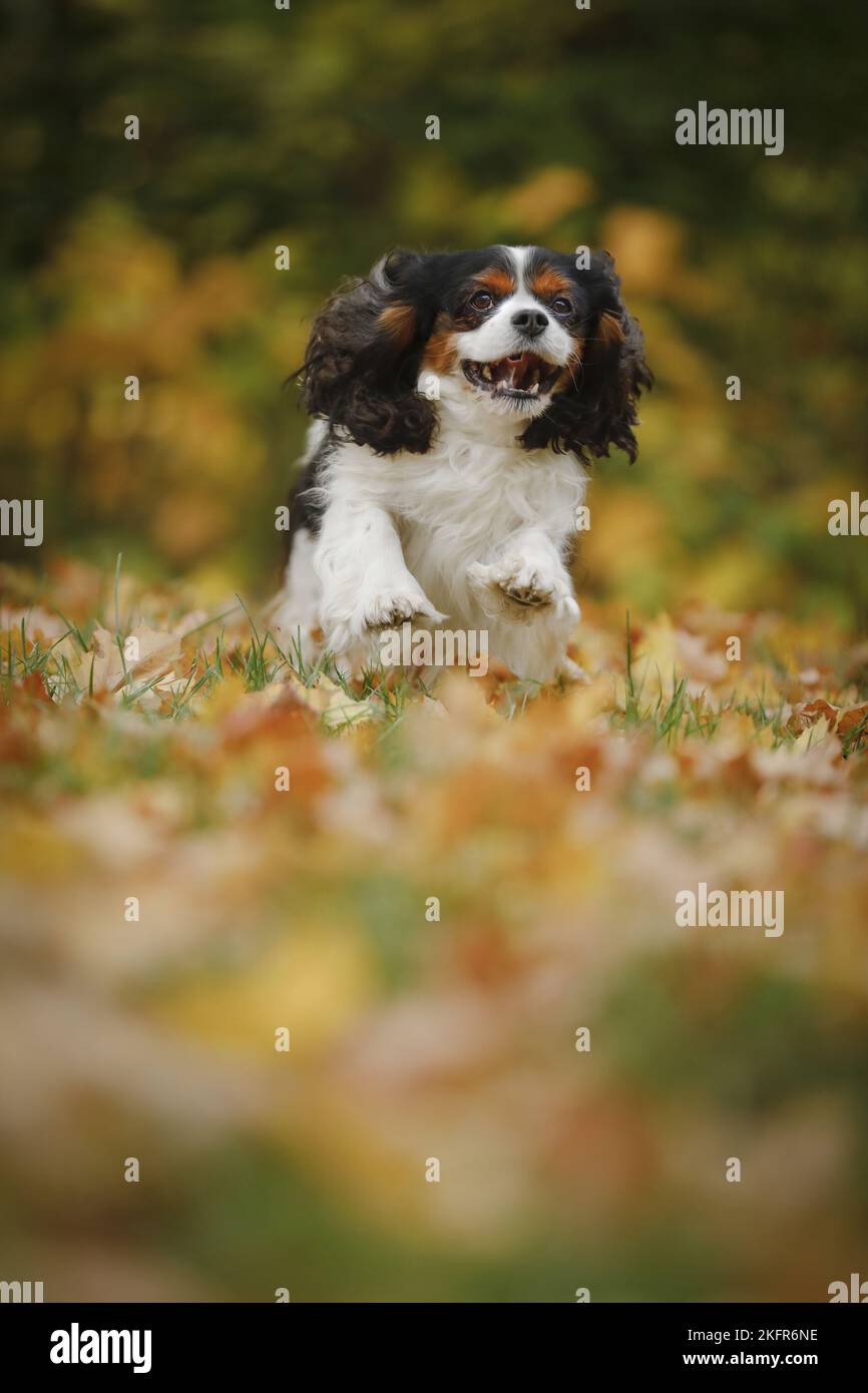 running Cavalier King Charles Spaniel Stock Photo - Alamy
