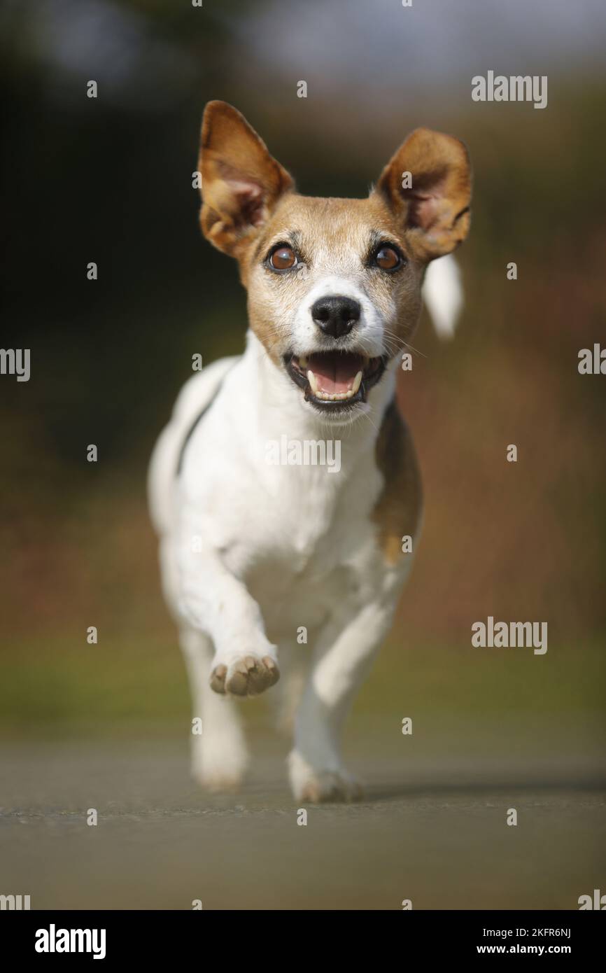 running Jack Russell Terrier Stock Photo - Alamy