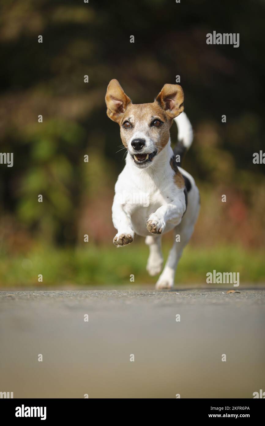 running Jack Russell Terrier Stock Photo - Alamy