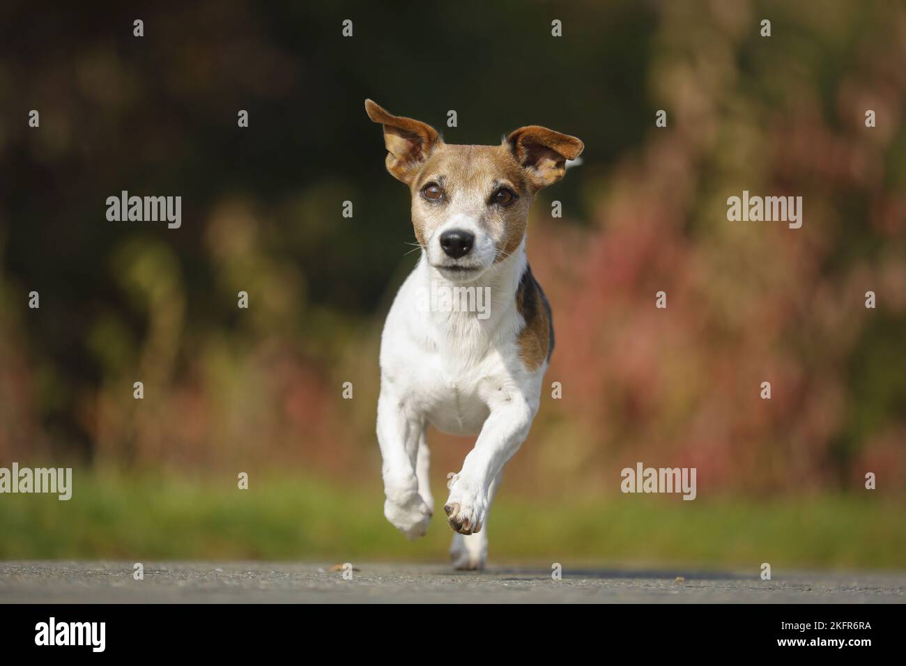 running Jack Russell Terrier Stock Photo - Alamy