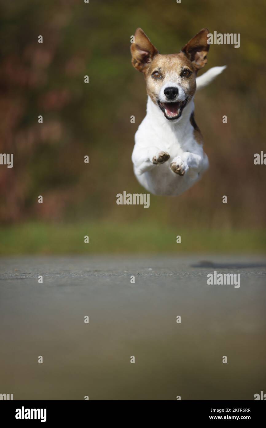 jumping Jack Russell Terrier Stock Photo - Alamy
