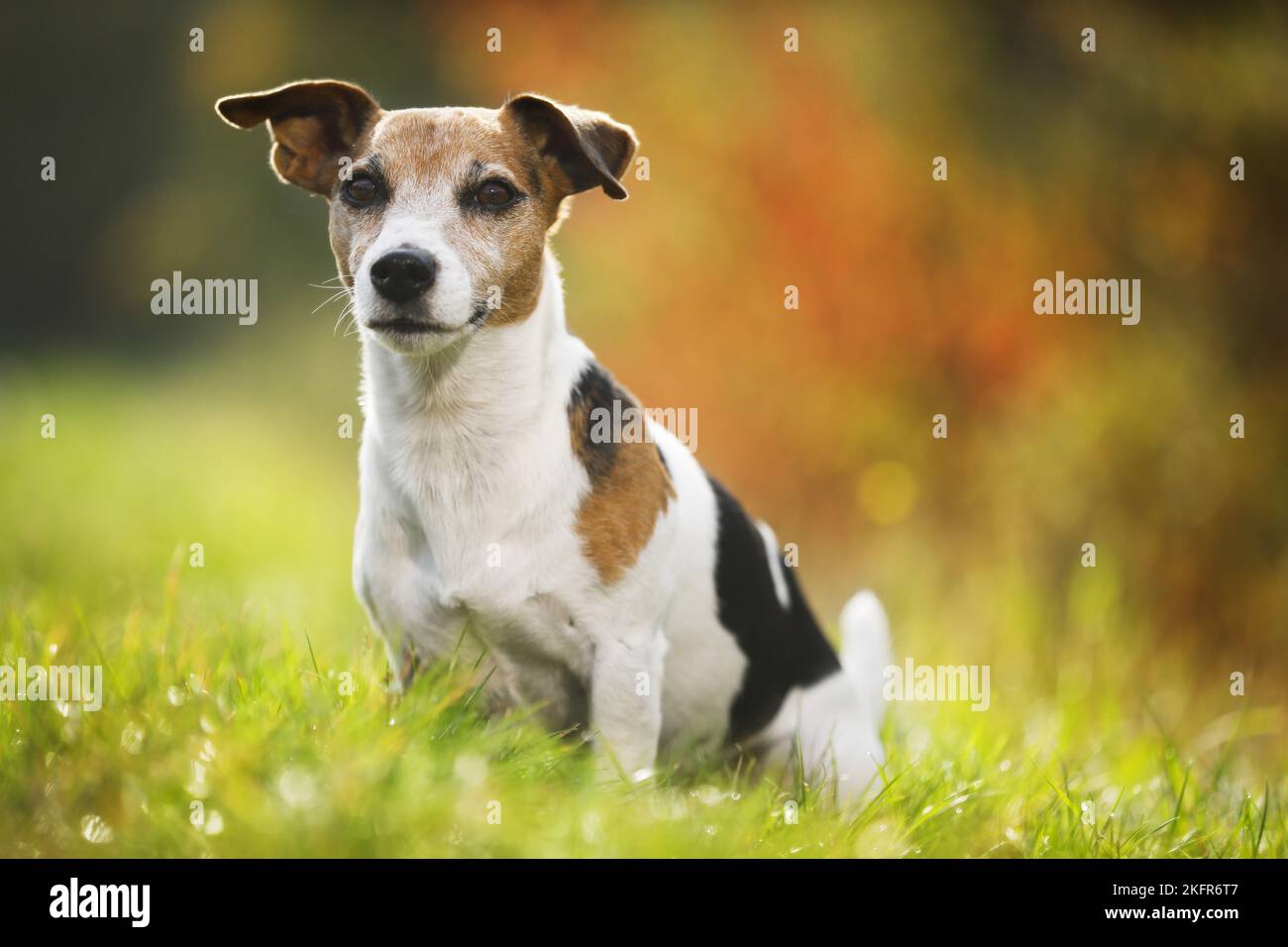 sitting Jack Russell Terrier Stock Photo - Alamy