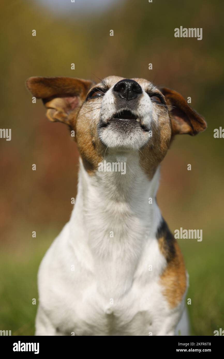 Jack russell terrier barking hi-res stock photography and images - Alamy