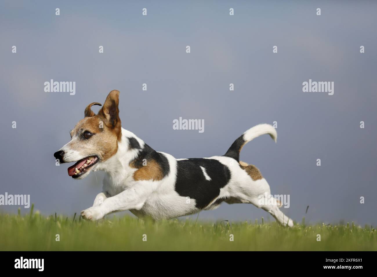 running Jack Russell Terrier Stock Photo - Alamy