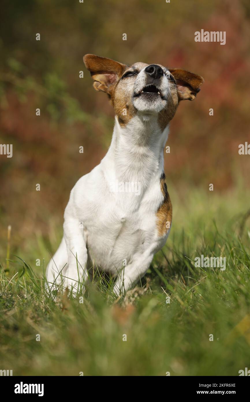 sitting Jack Russell Terrier Stock Photo - Alamy