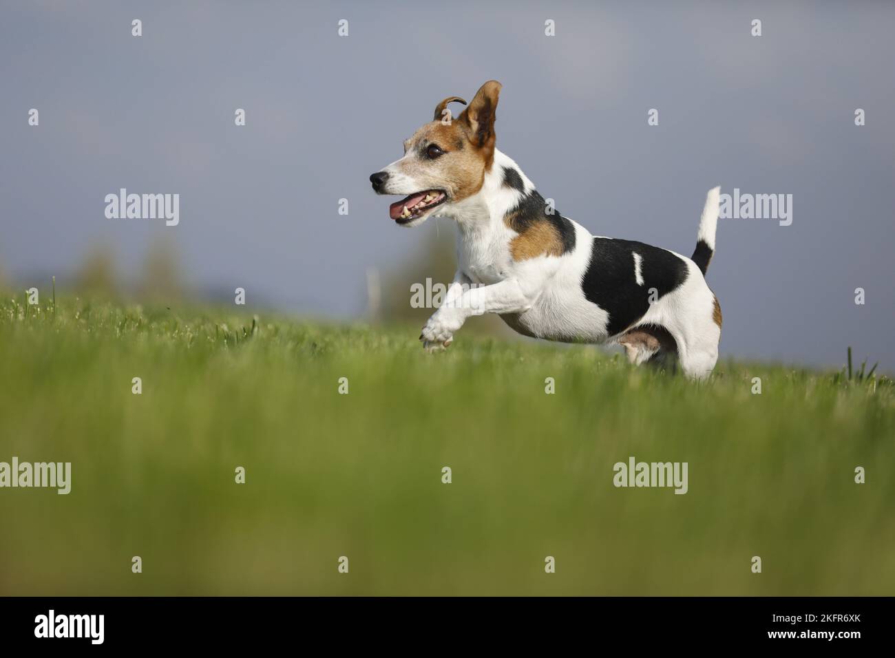running Jack Russell Terrier Stock Photo - Alamy