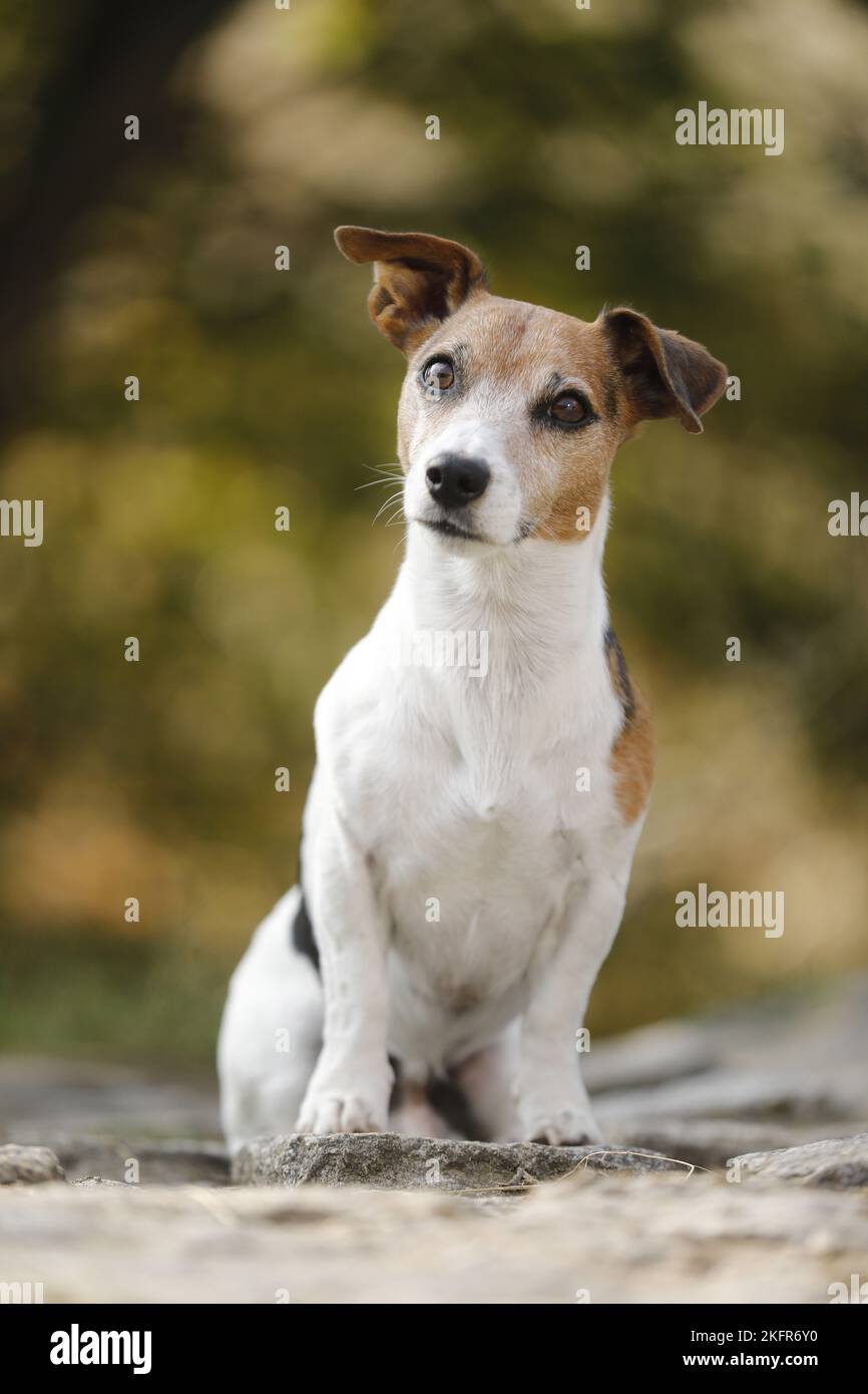 sitting Jack Russell Terrier Stock Photo - Alamy