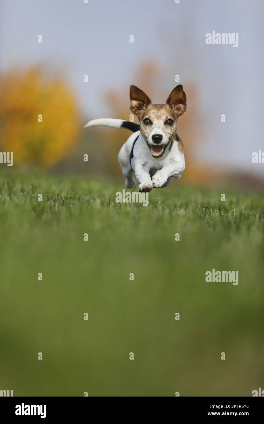 Jack russell single dog jumping hi-res stock photography and images - Alamy