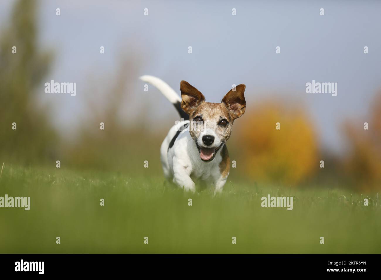 running Jack Russell Terrier Stock Photo - Alamy