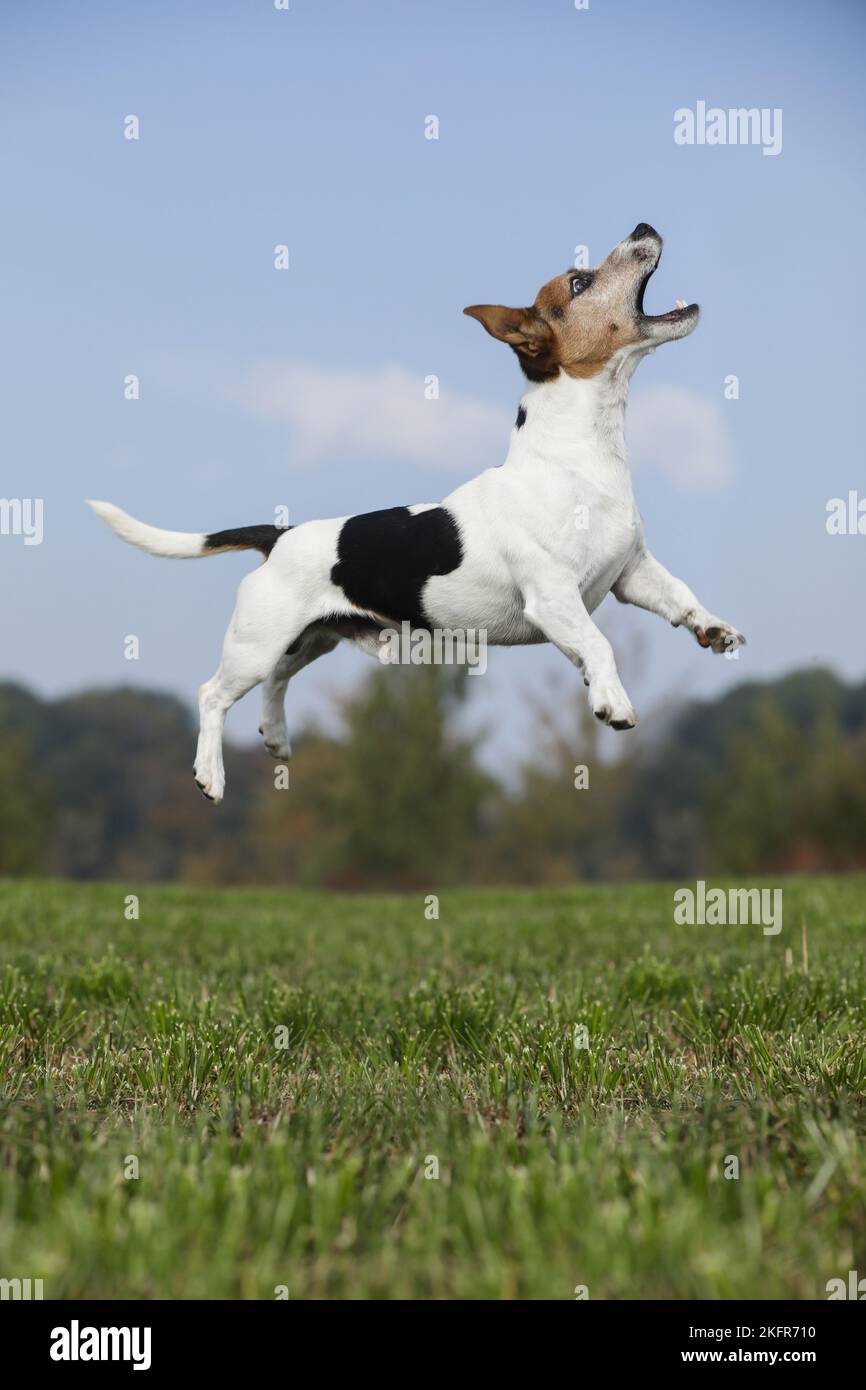 jumping Jack Russell Terrier Stock Photo - Alamy