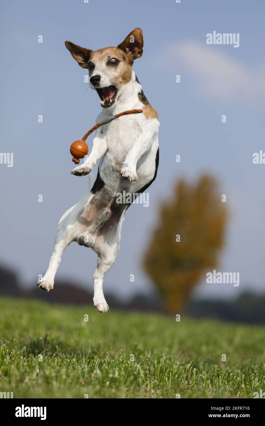 jumping Jack Russell Terrier Stock Photo - Alamy