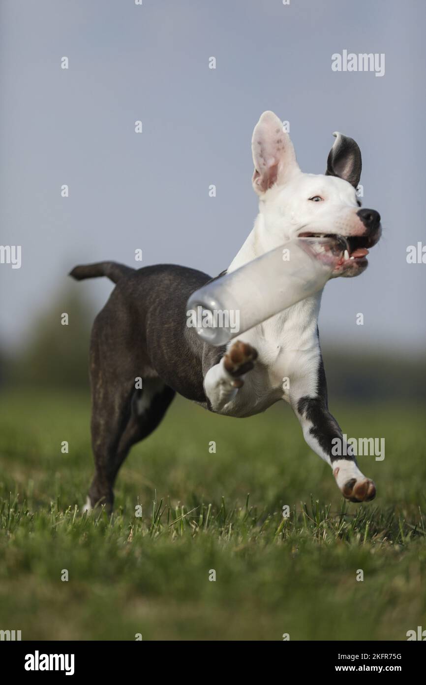 young American Staffordshire Terrier Stock Photo - Alamy
