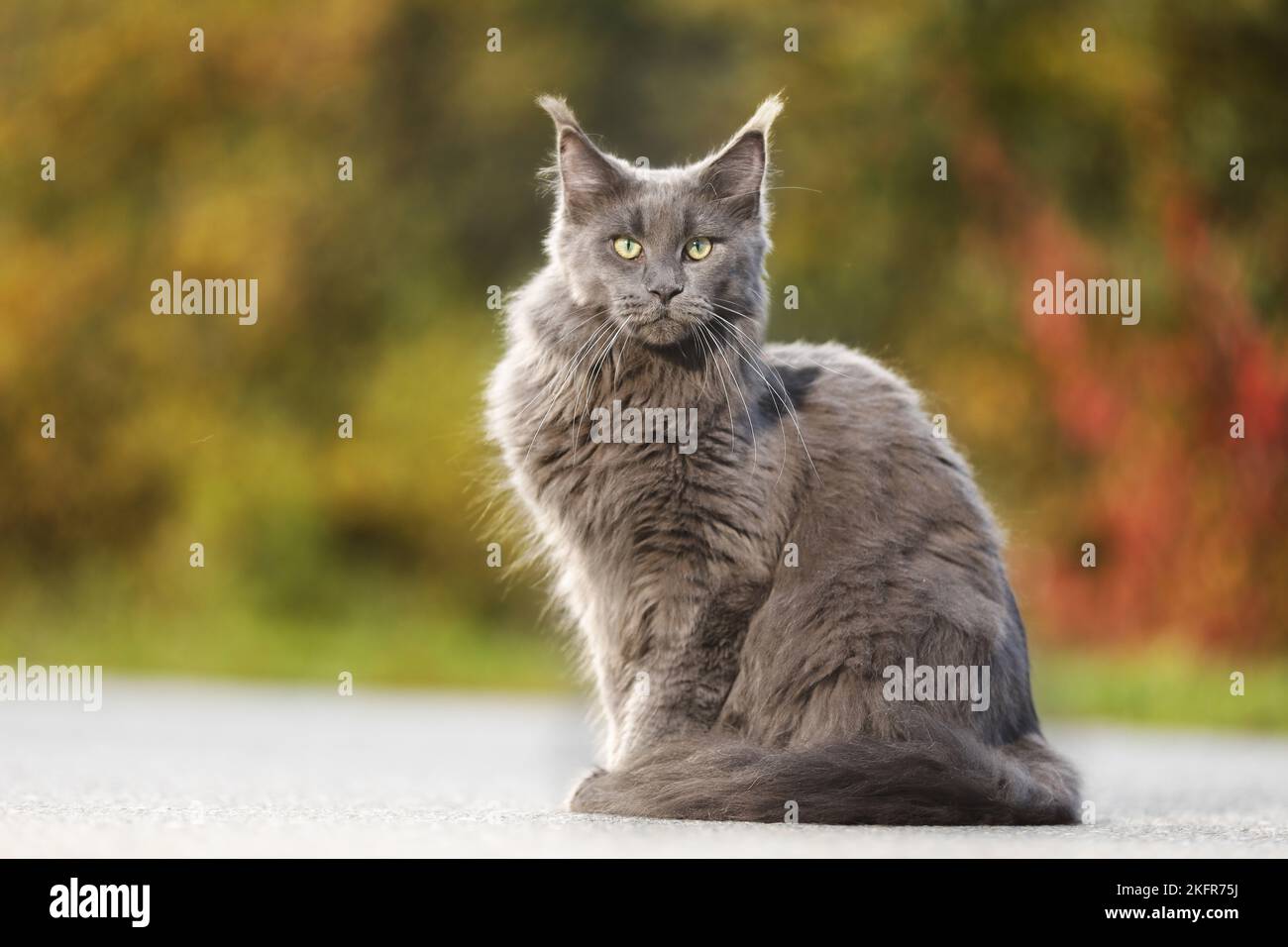 sitting Maine Coon Stock Photo - Alamy