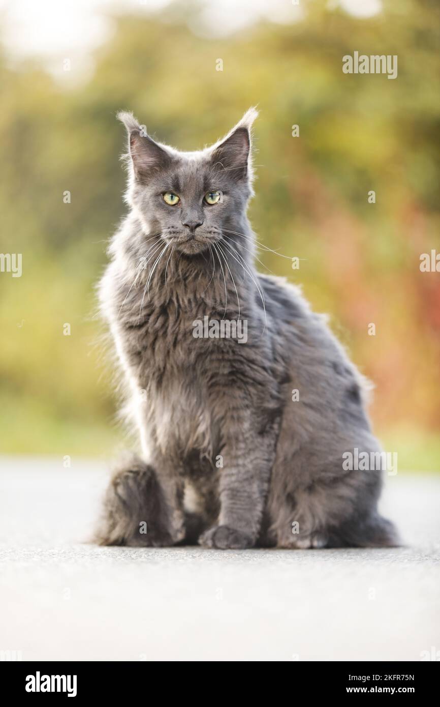 sitting Maine Coon Stock Photo - Alamy