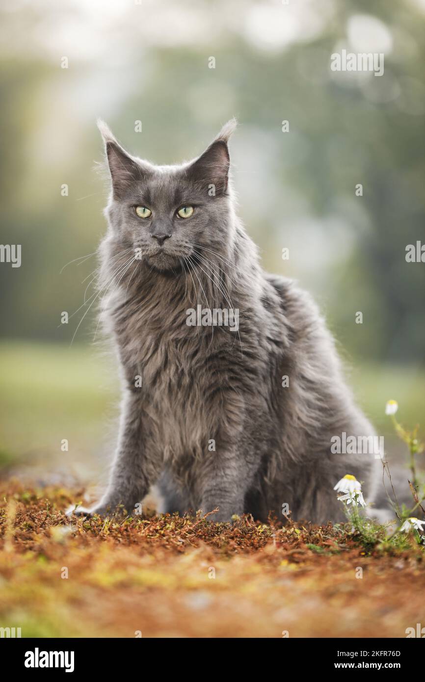sitting Maine Coon Stock Photo - Alamy