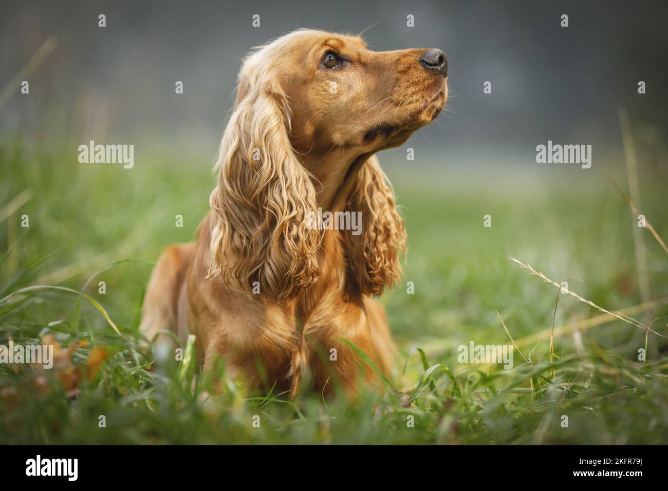 lying English Cocker Spaniel Stock Photo - Alamy
