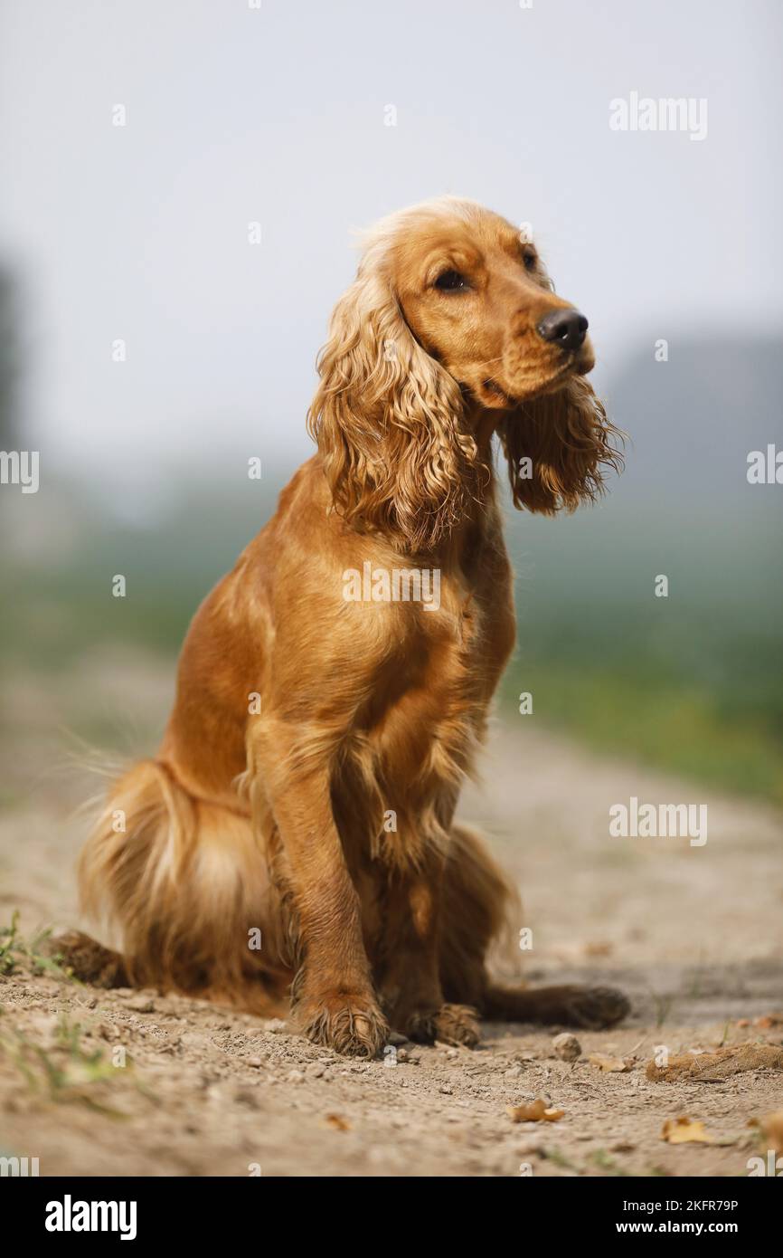 sitting English Cocker Spaniel Stock Photo - Alamy