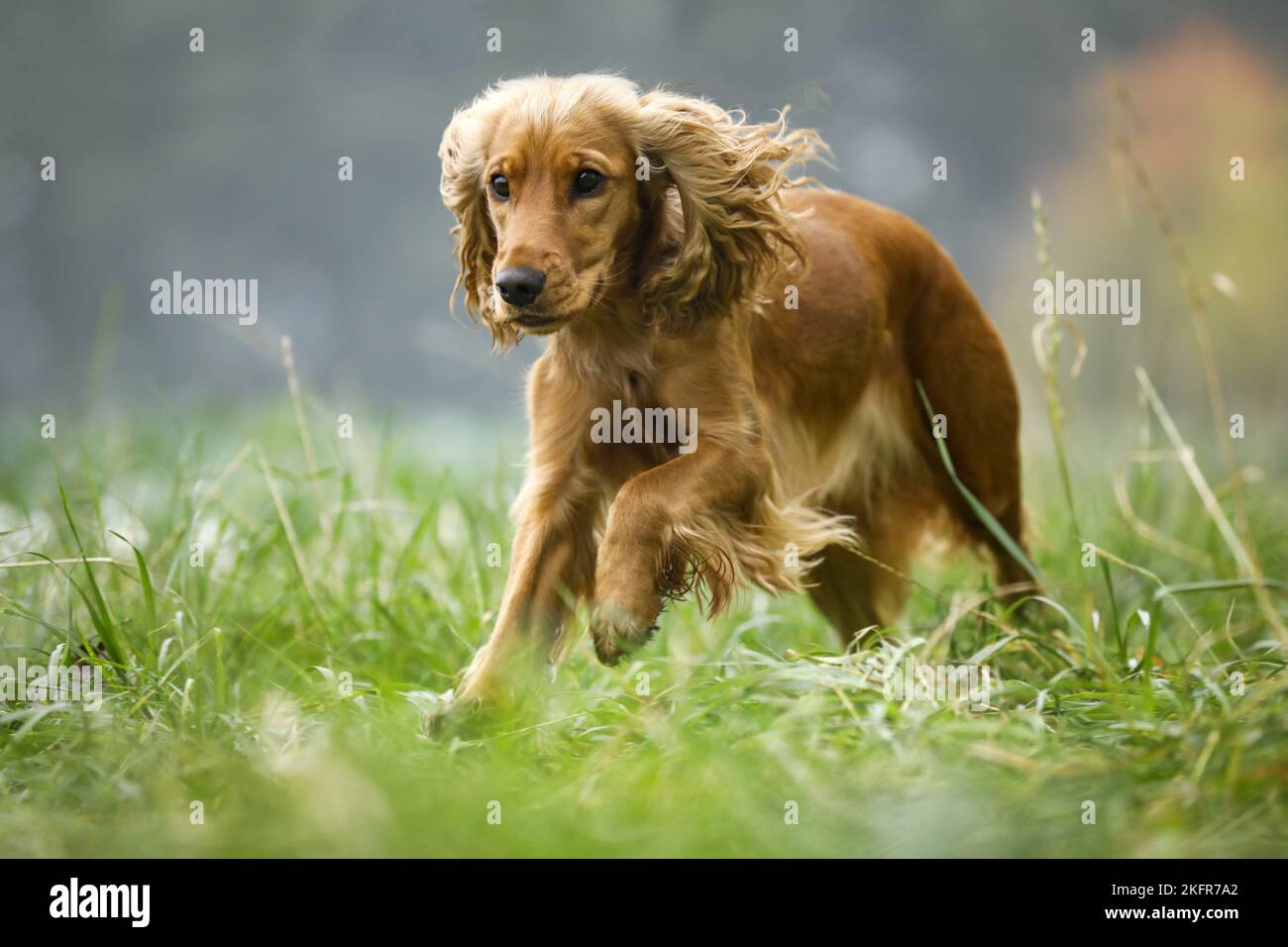 running English Cocker Spaniel Stock Photo - Alamy