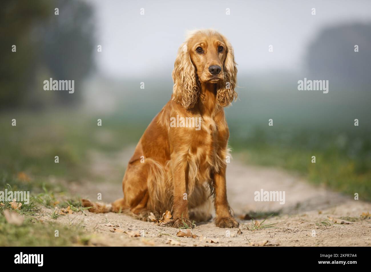 sitting English Cocker Spaniel Stock Photo - Alamy