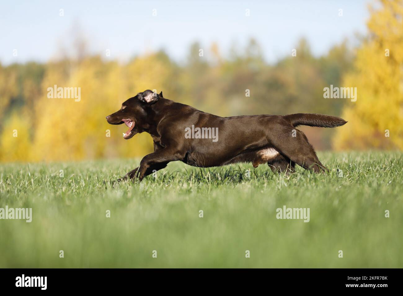 running Labrador Retriever Stock Photo - Alamy