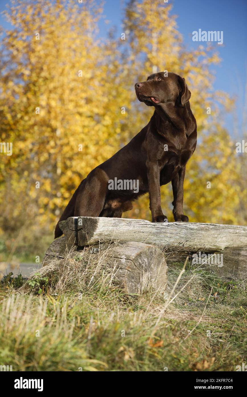 standing Labrador Retriever Stock Photo - Alamy