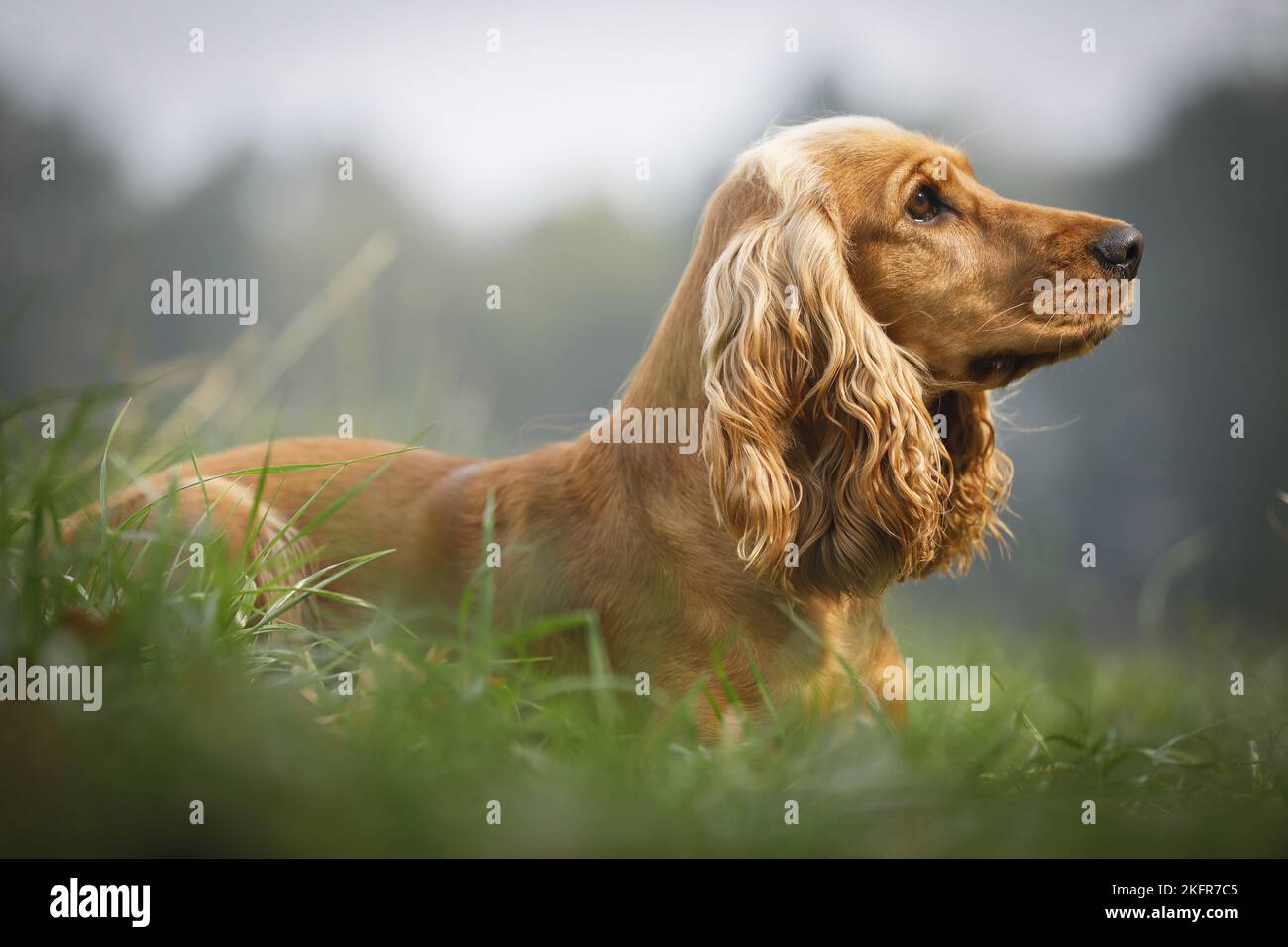 lying English Cocker Spaniel Stock Photo - Alamy