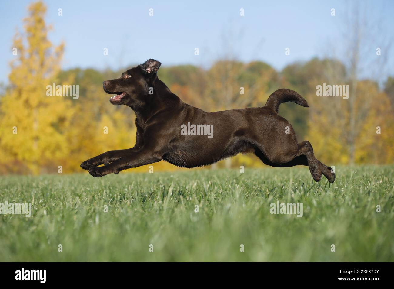 running Labrador Retriever Stock Photo - Alamy