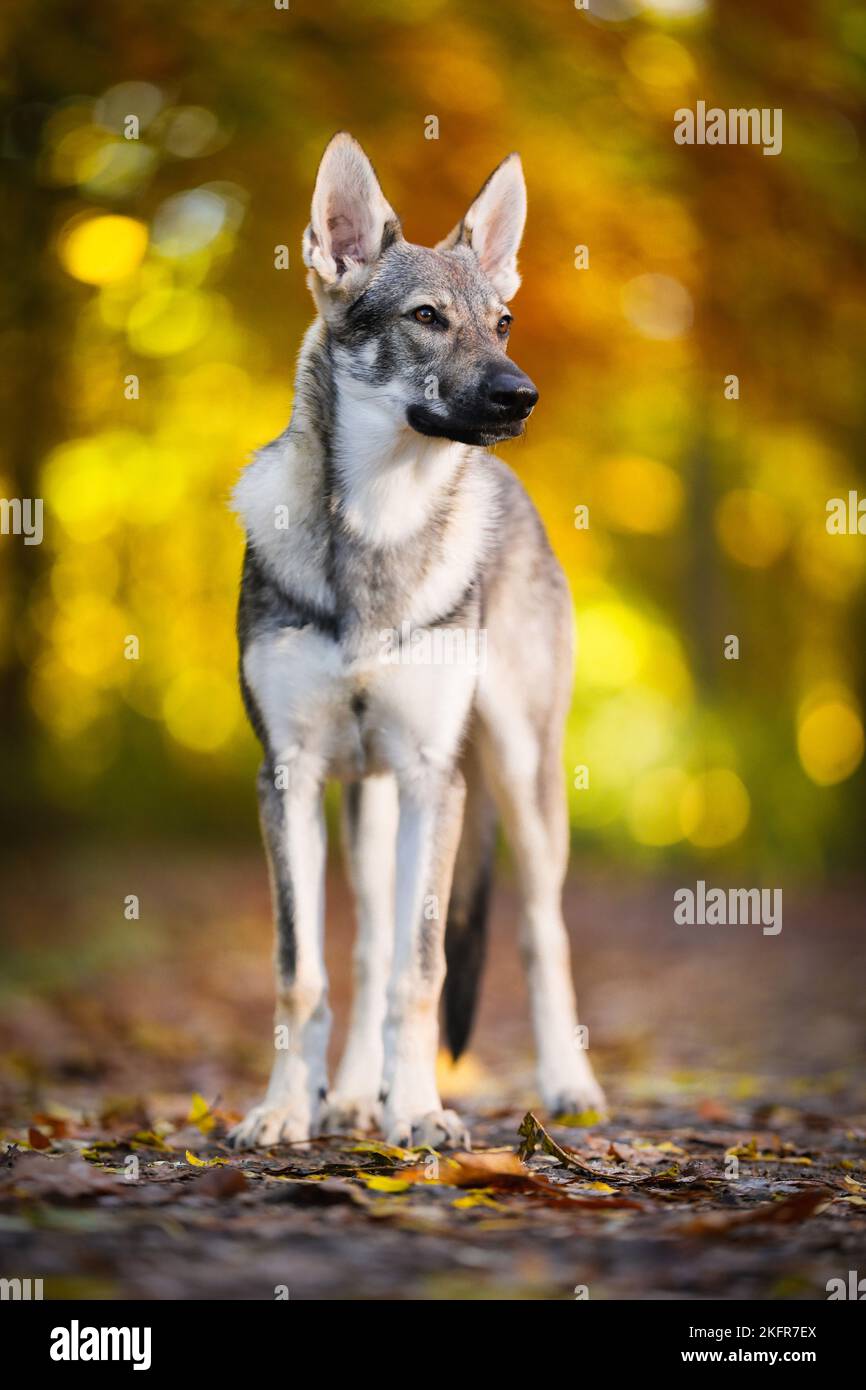 standing Czechoslovakian Wolf dog Stock Photo - Alamy