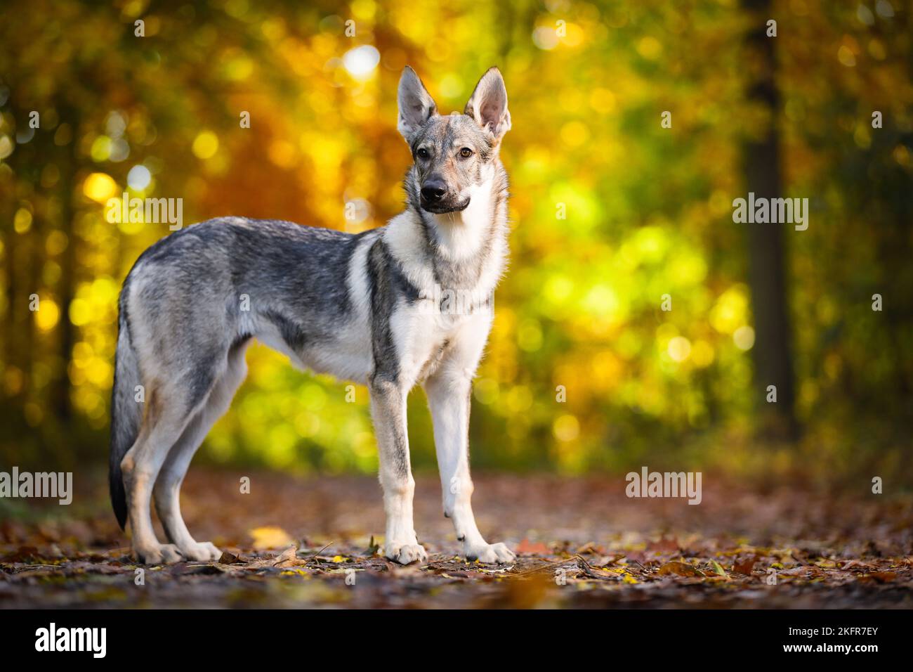 standing Czechoslovakian Wolf dog Stock Photo - Alamy