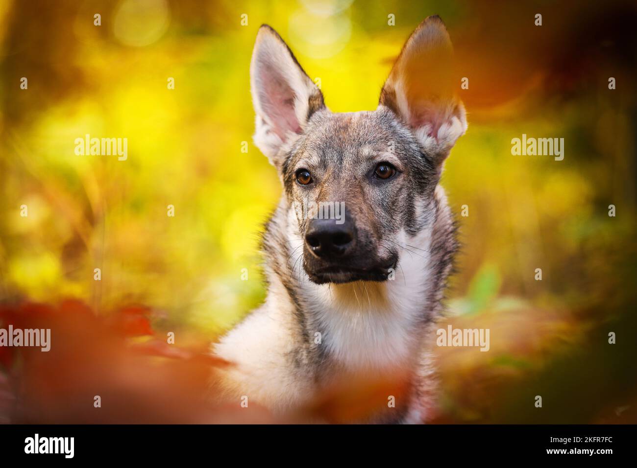 Czechoslovakian Wolf dog Portrait Stock Photo - Alamy