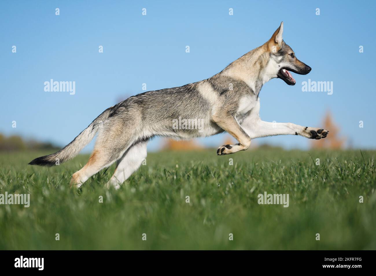 running Czechoslovakian Wolf dog Stock Photo - Alamy