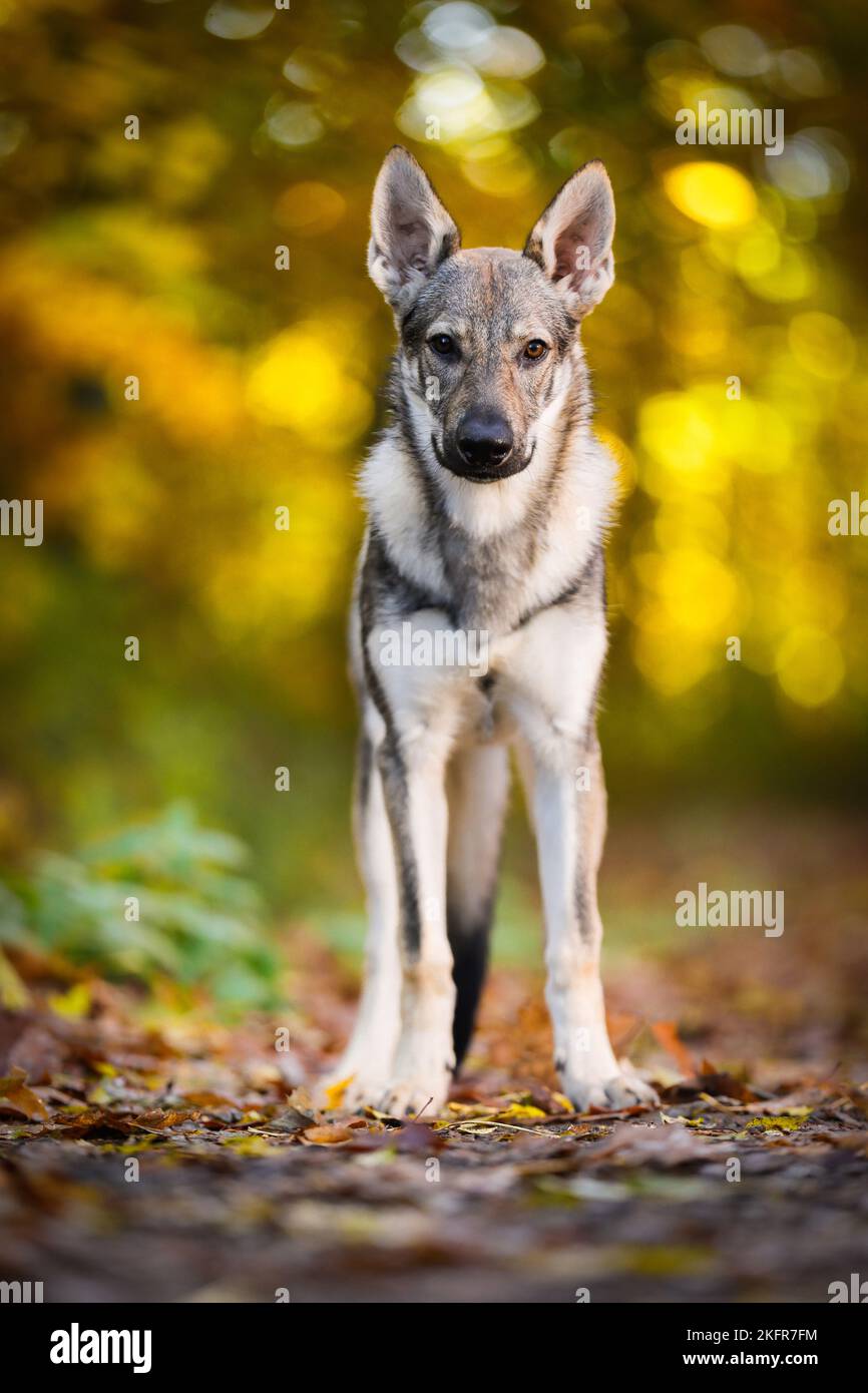 standing Czechoslovakian Wolf dog Stock Photo - Alamy