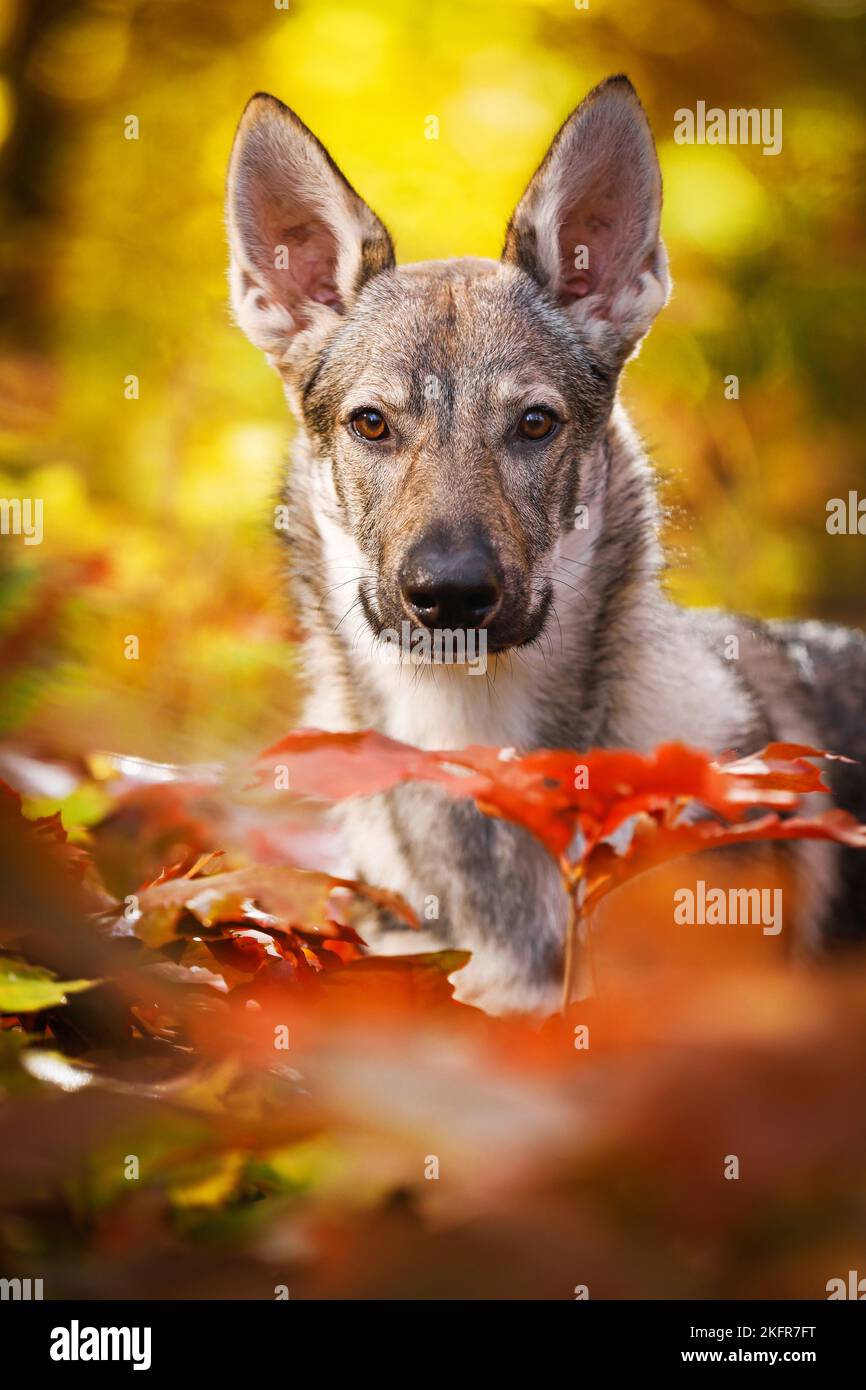 Czechoslovakian Wolf dog Portrait Stock Photo - Alamy