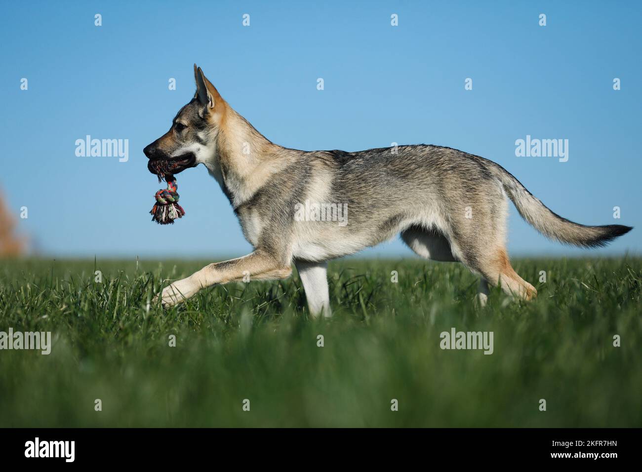trotting Czechoslovakian Wolf dog Stock Photo - Alamy