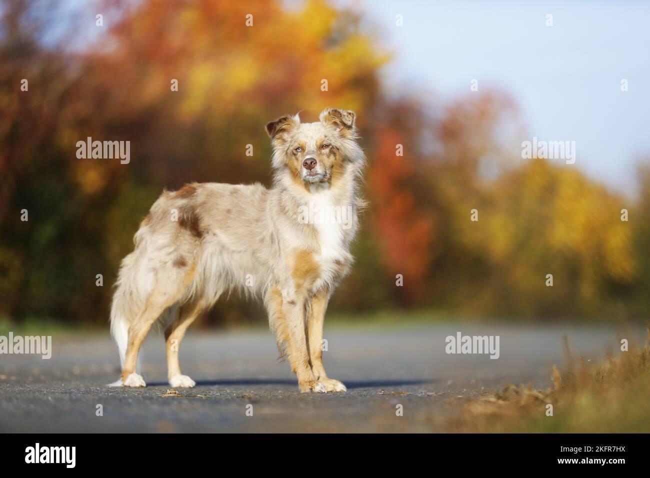standing Australian Shepherd Stock Photo - Alamy