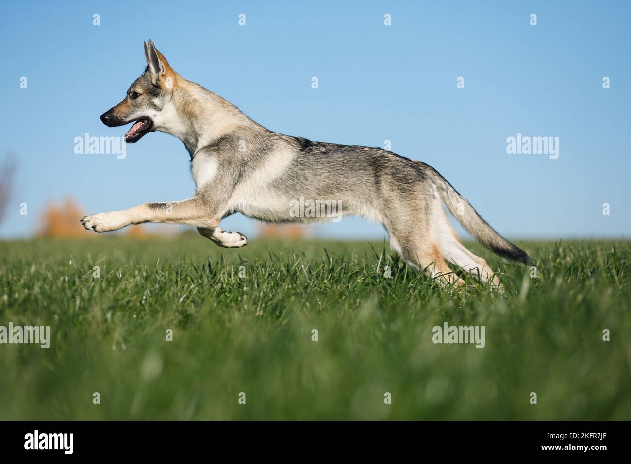 running Czechoslovakian Wolf dog Stock Photo - Alamy