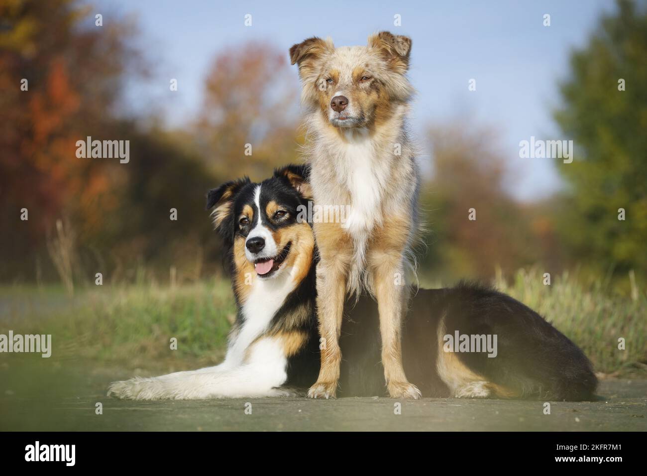 tricolor and red-merle Australian Shepherd Stock Photo - Alamy
