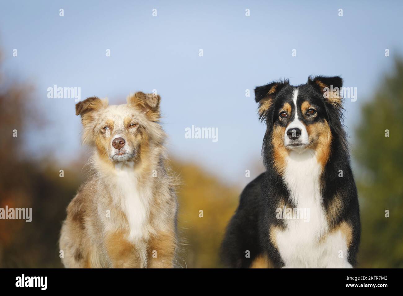 tricolor and red-merle Australian Shepherd Stock Photo - Alamy